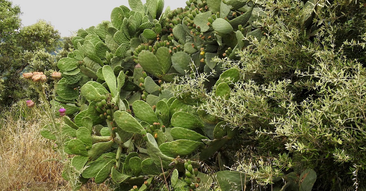 Planta Del Nopal: Características Y Beneficios » 2025